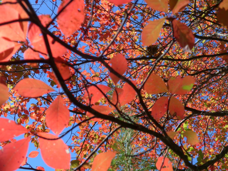 The Science behind Fall Leaf Color Changes webinar – Massachusetts ...