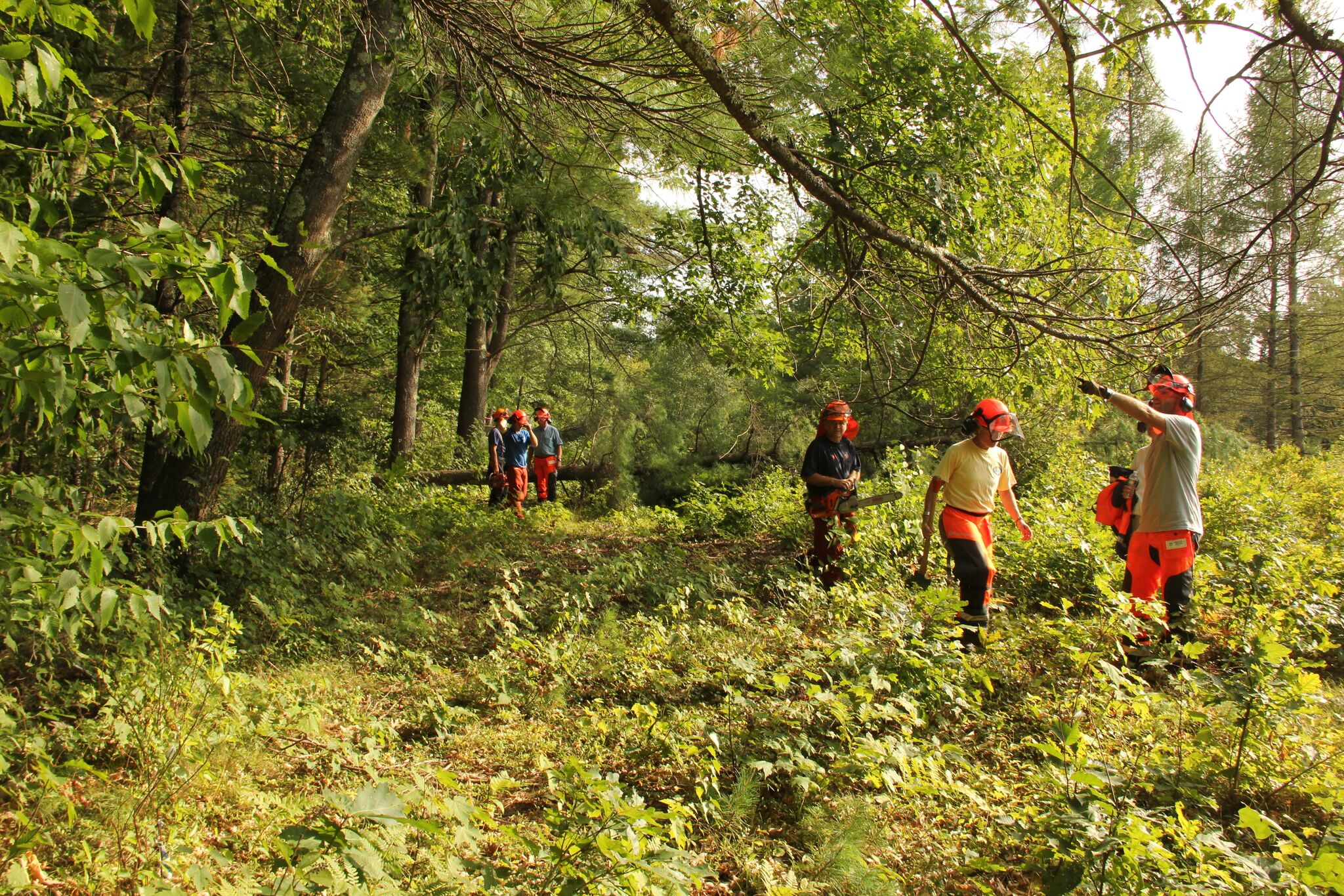 Safe Chainsaw Operation Training – Massachusetts Forest Alliance