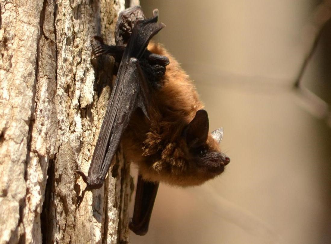 Bats, Understory Treatment and Green Tree Retention: Biodiversity and ...