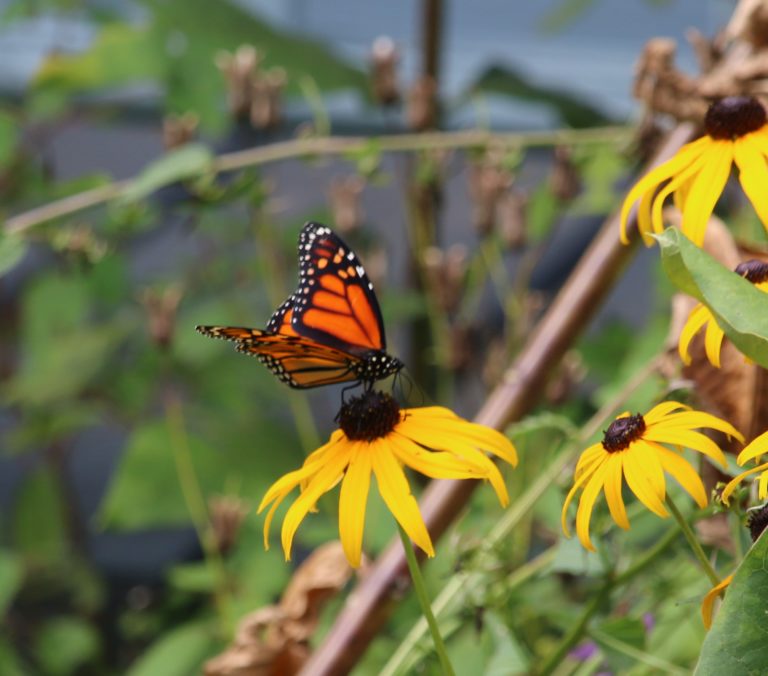 Butterfly Identification Walk – Massachusetts Forest Alliance