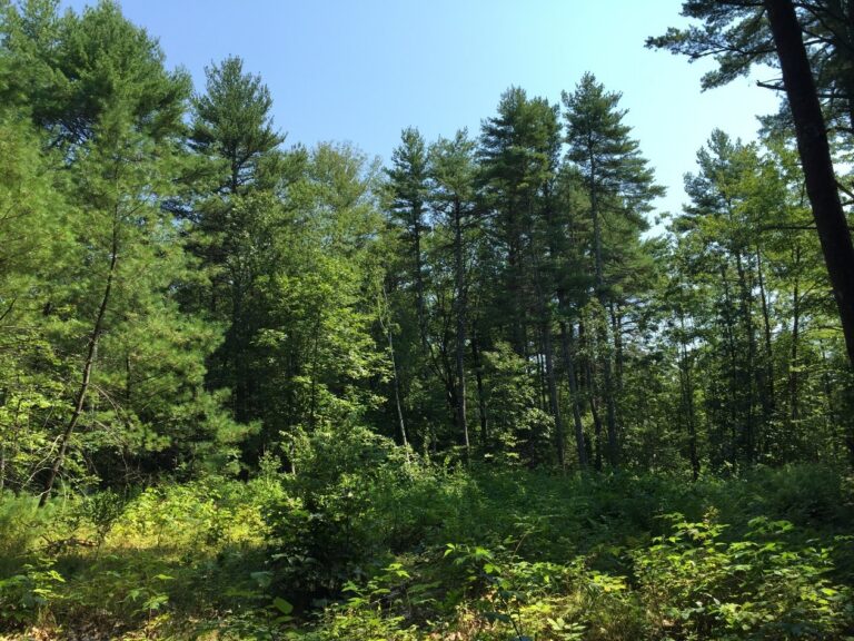 DCR Forest Management Proposals Virtual Meetings – Massachusetts Forest ...