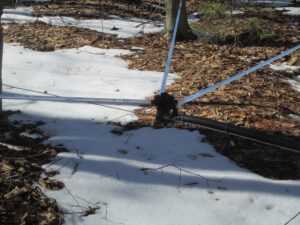 Designing & Installing a Maple Tubing System – Massachusetts Forest ...