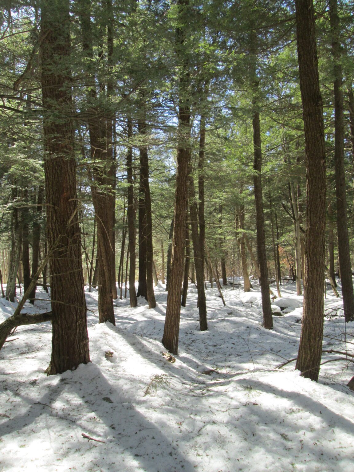 Conserving Hemlocks: Preparing for and Managing Hemlock Wooly Adelgids ...