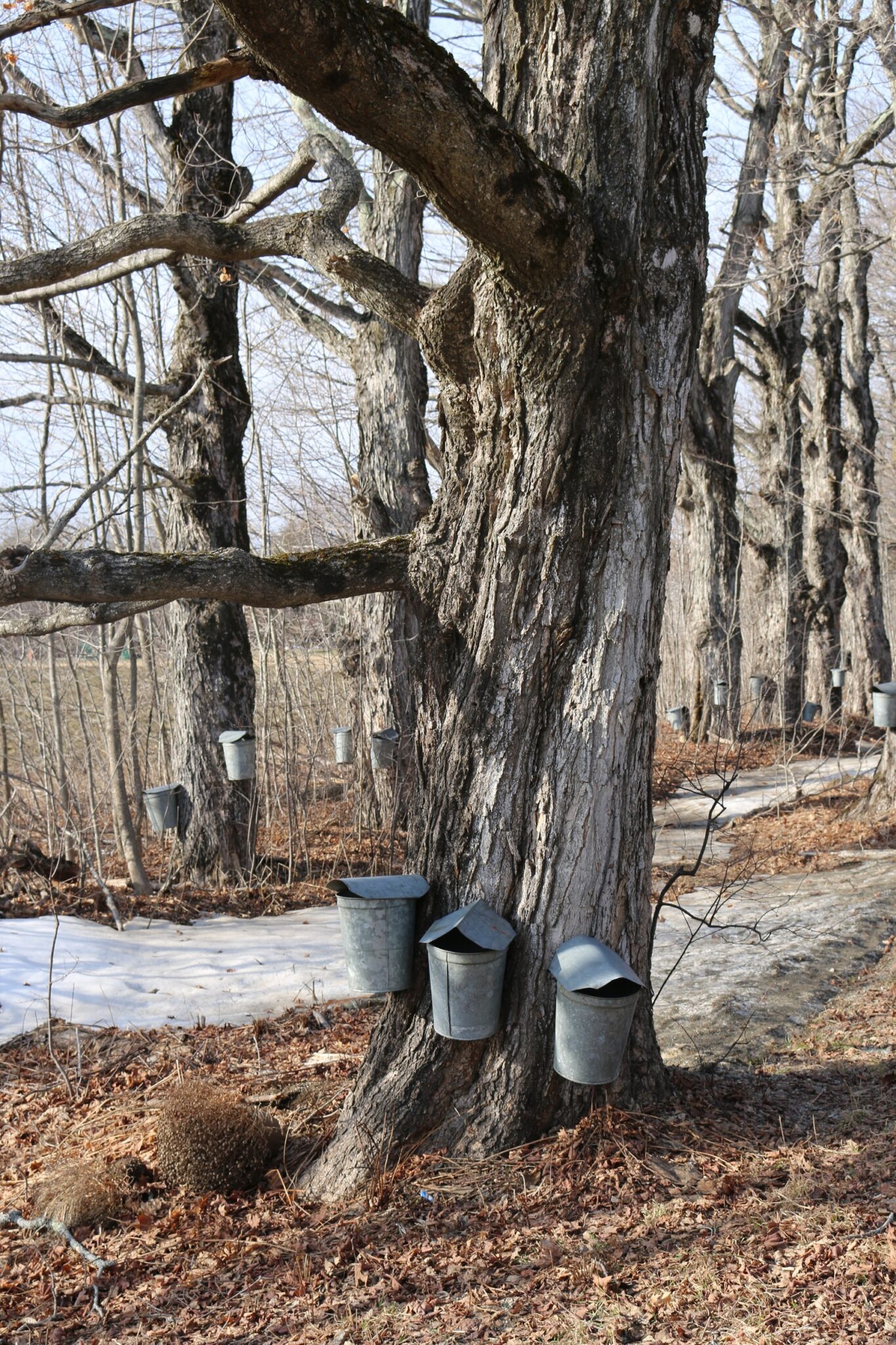Beginner Maple Sugaring online workshop – Massachusetts Forest Alliance