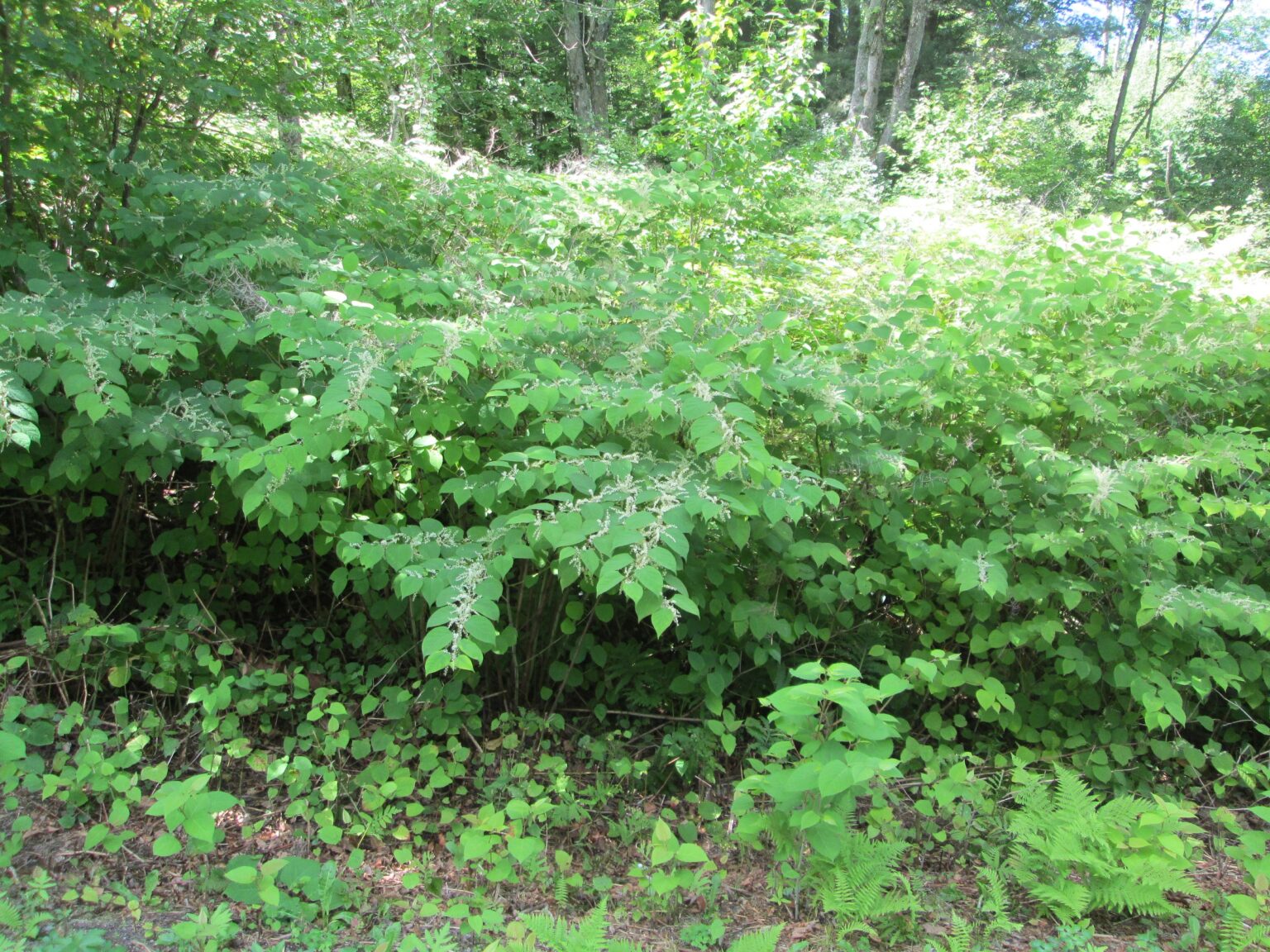 How to Manage Upland Invasive Plants Workshop – Massachusetts Forest ...