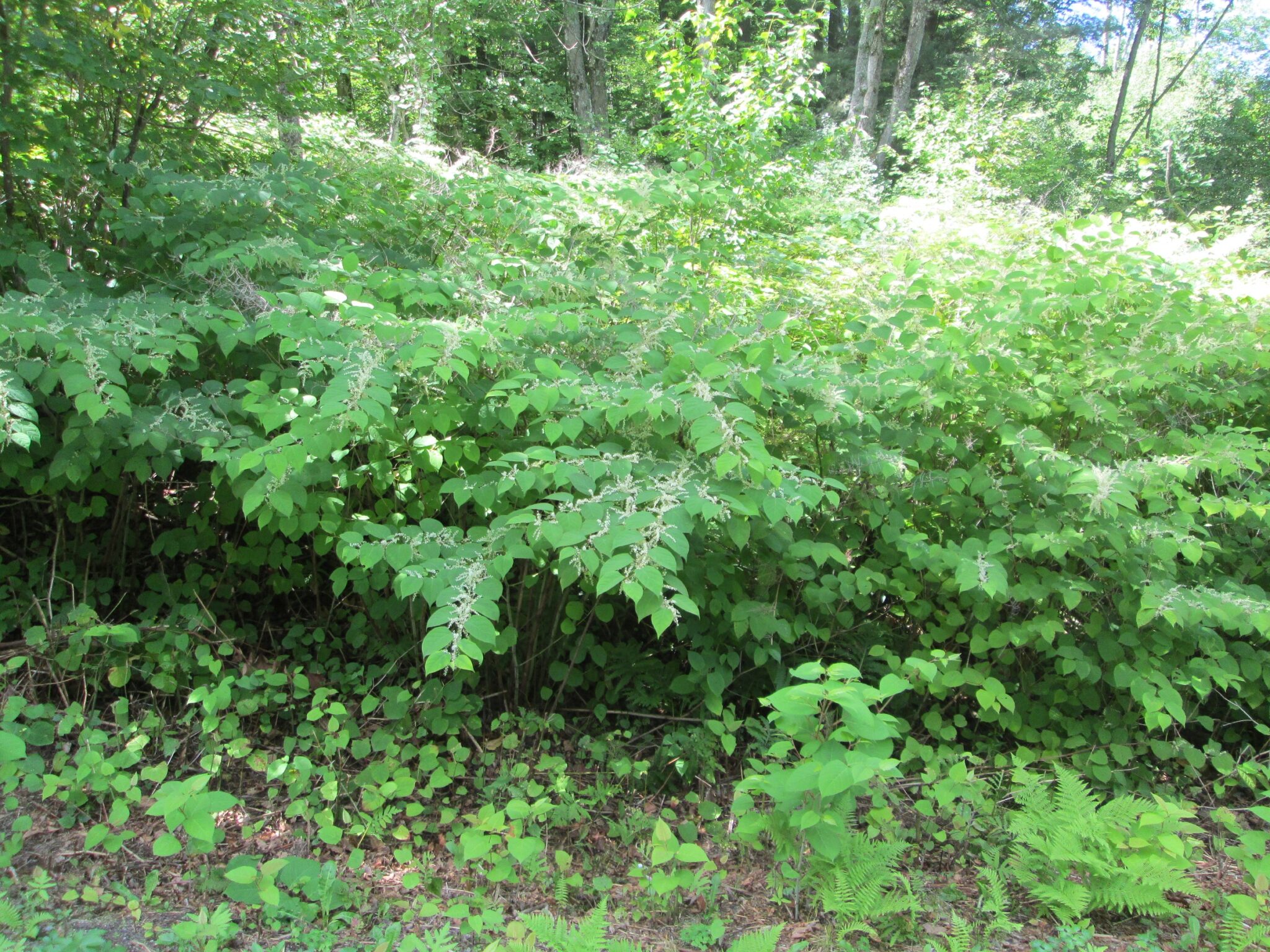 Community-Based Scientific Management of Knotweed in the Mad River ...