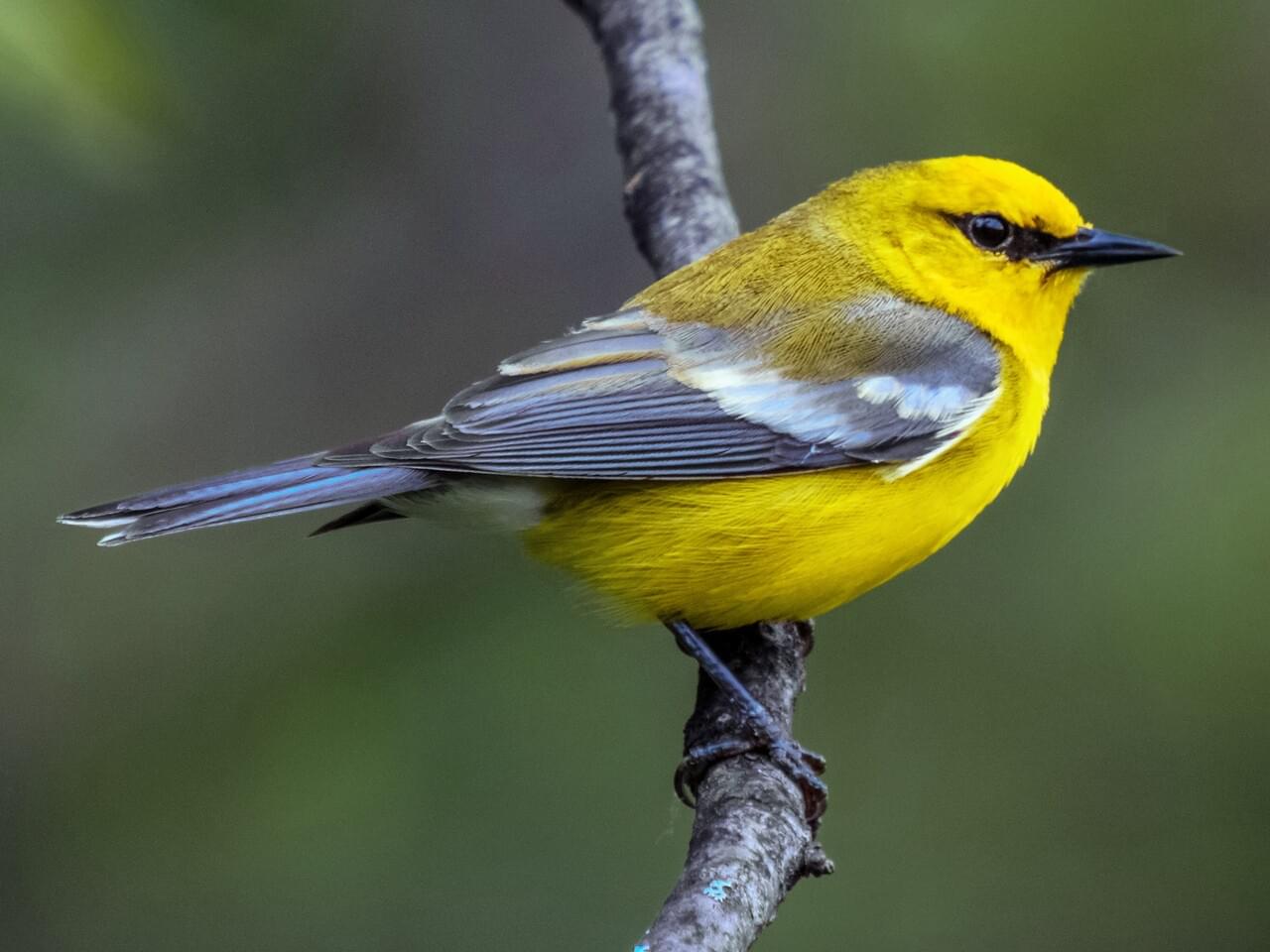 Confusing Fall Warblers bird walk – Massachusetts Forest Alliance