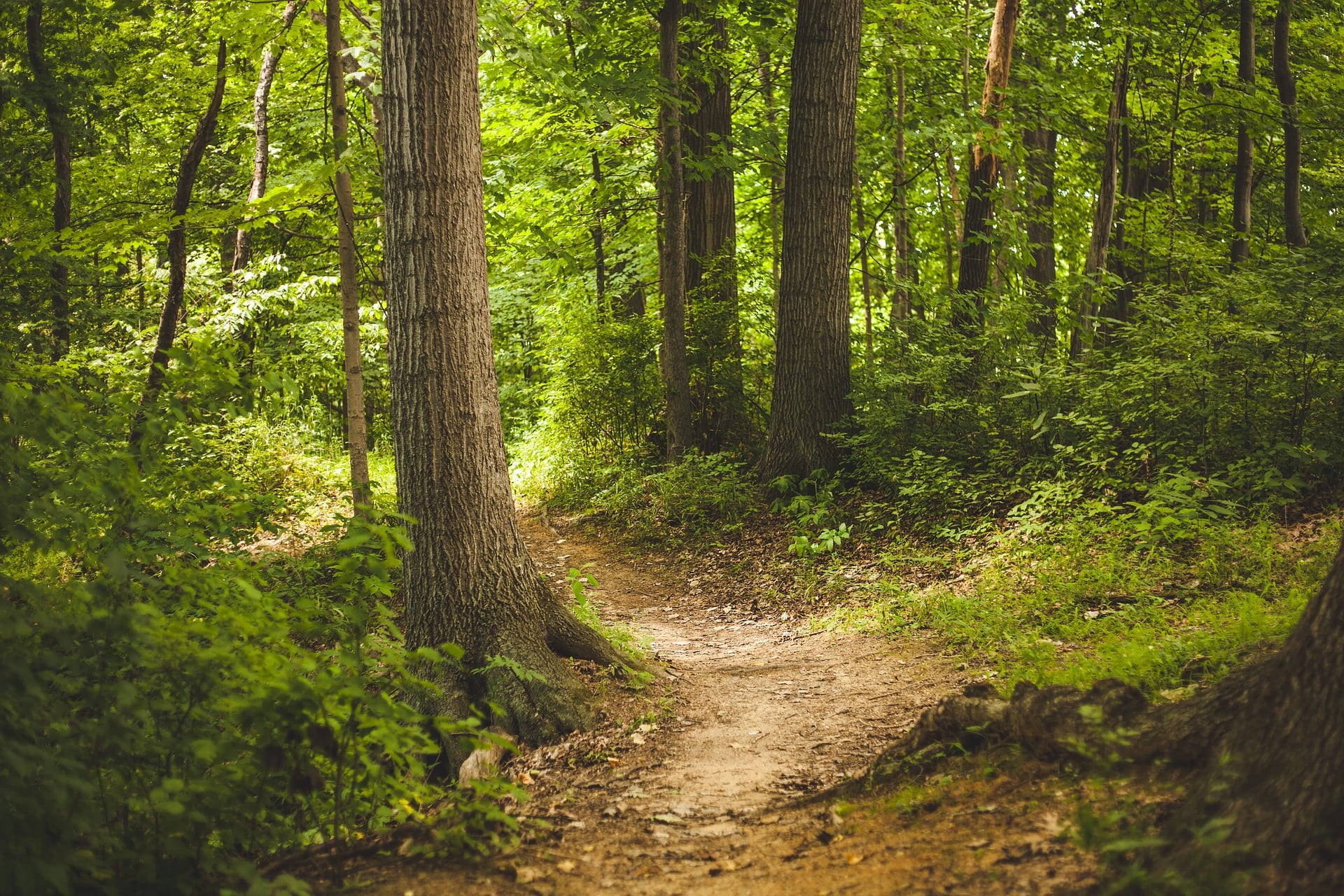 Forest Bathing 101: Tapping into Everyday Nature webinar ...