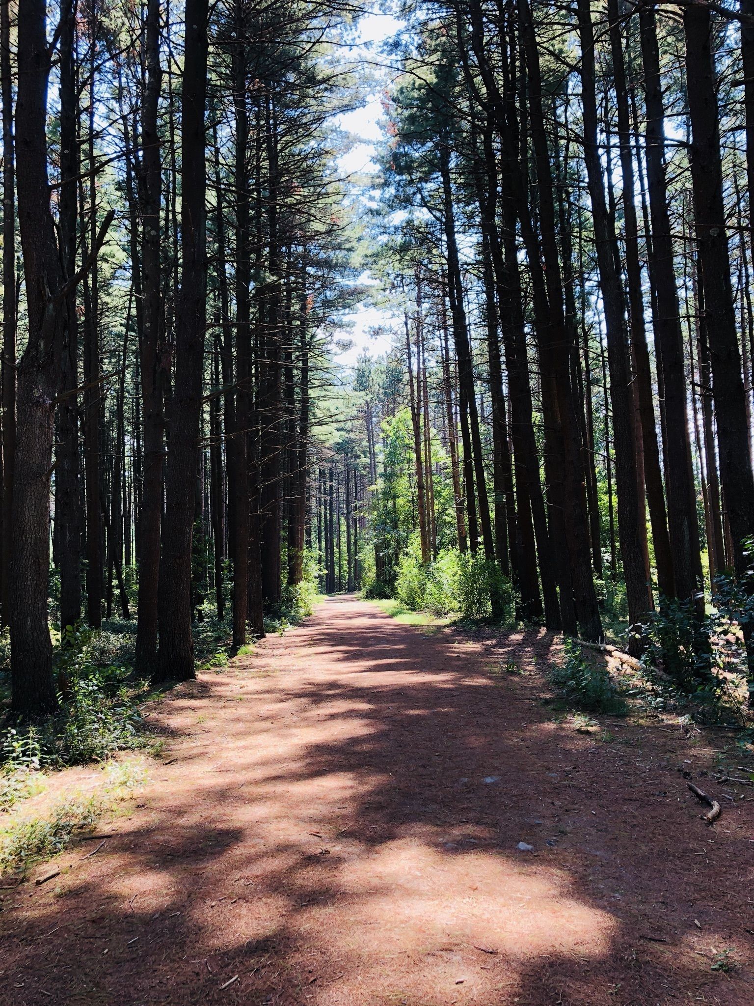 Reading Town Forest 90th Anniversary Celebration – Massachusetts Forest ...