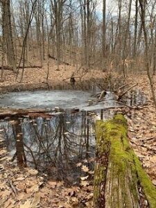 Vernal Pool Habitat Conservation webinar – Massachusetts Forest Alliance