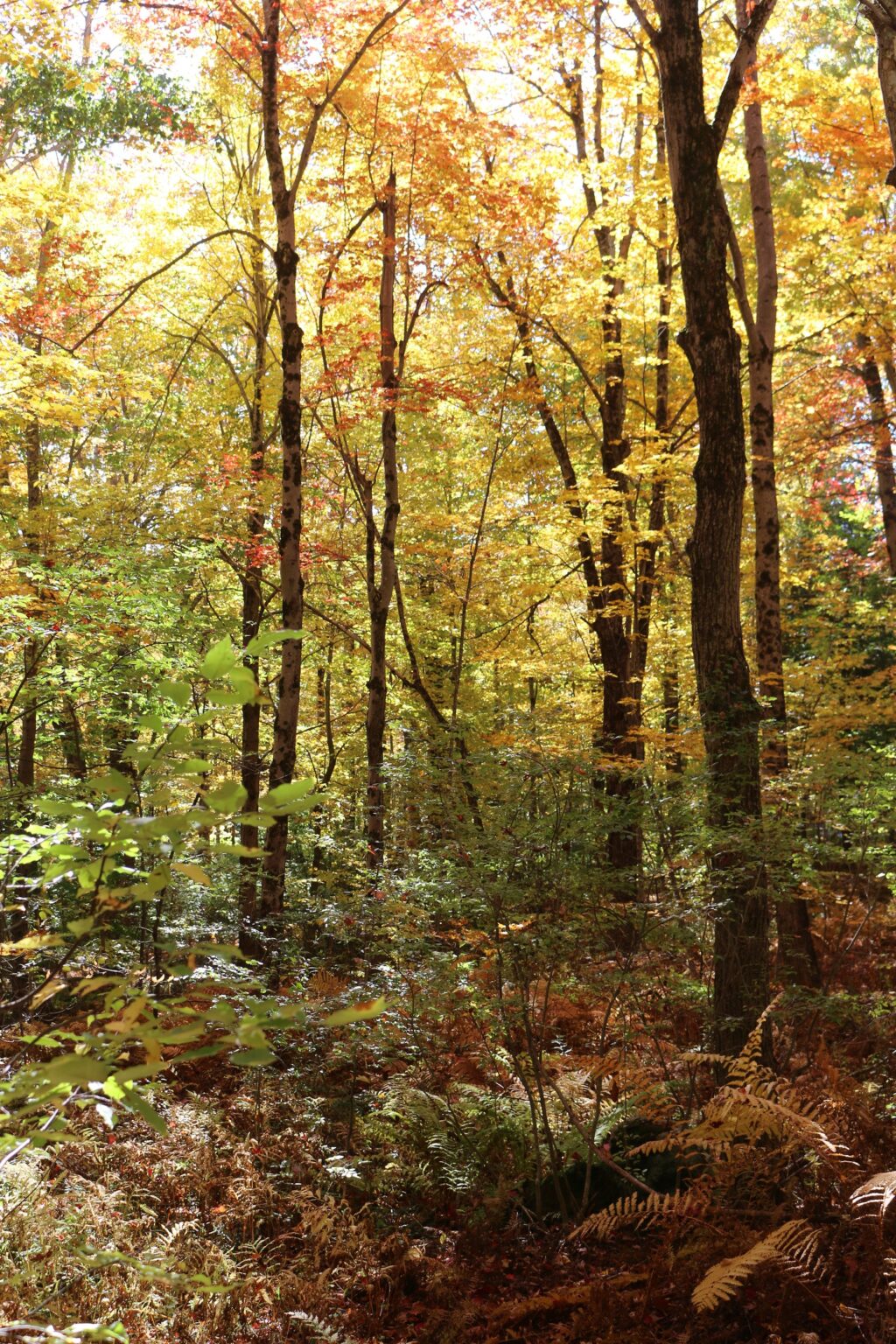 Managing Forests in a Changing Climate tour – Massachusetts Forest Alliance