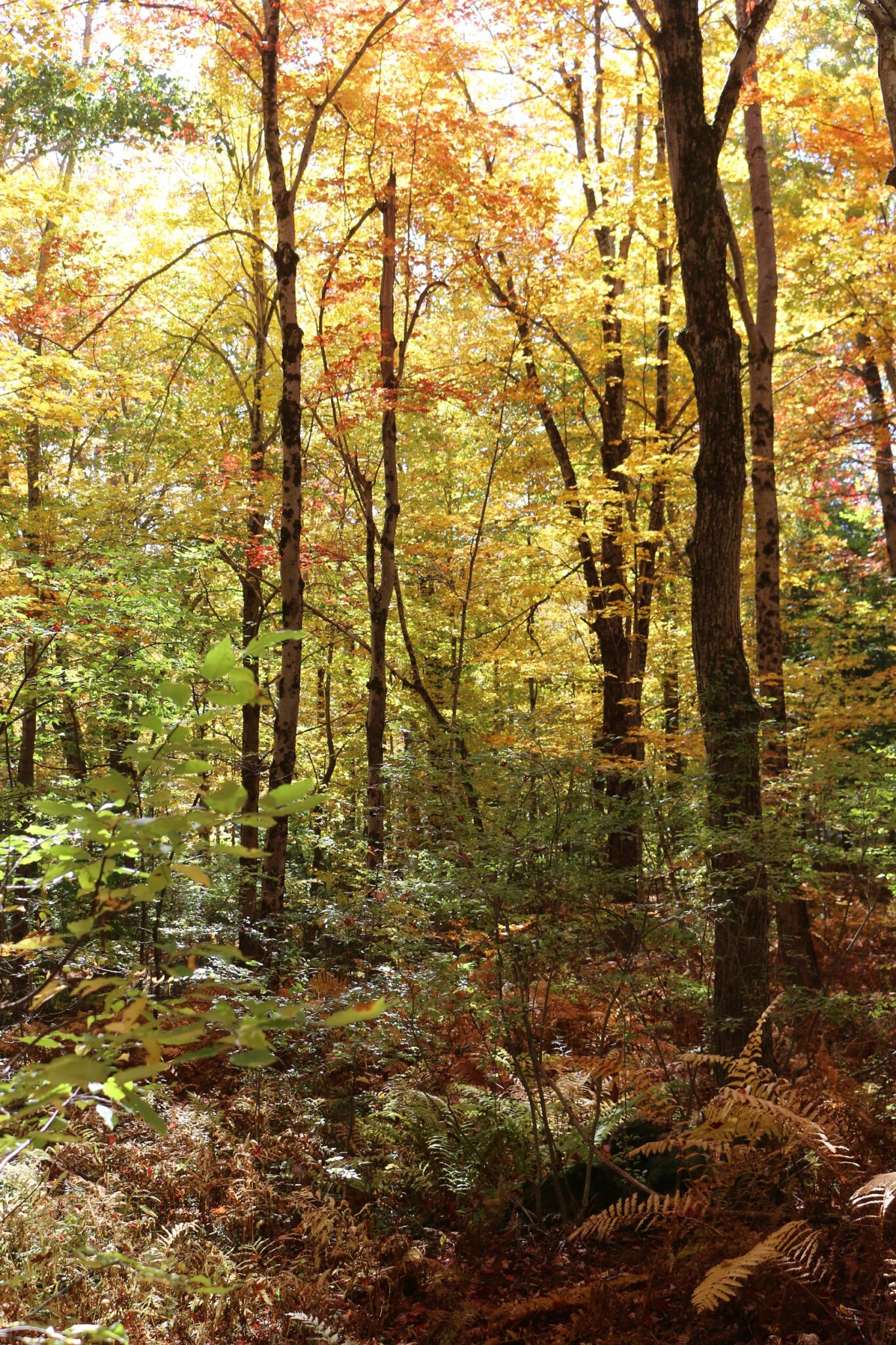 Managing Forests in a Changing Climate tour – Massachusetts Forest Alliance
