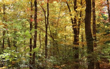 Massachusetts Forest Alliance