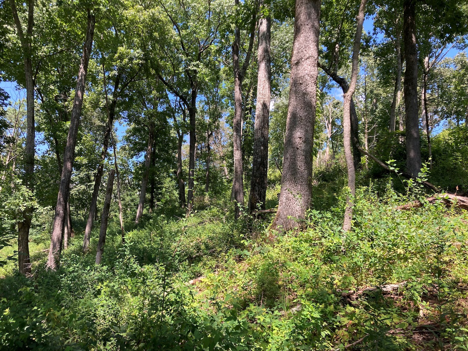 Forester Licensing Board Hybrid Meeting – Massachusetts Forest Alliance