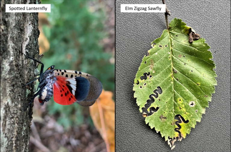 New Pests, New Problems webinar – Massachusetts Forest Alliance