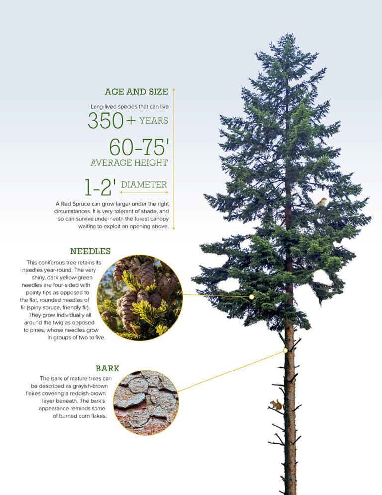 Spruce, Fir, and Pines presentation – Massachusetts Forest Alliance