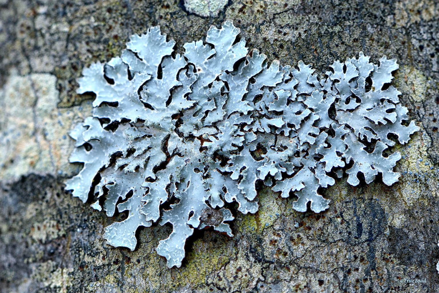 Mosses & Lichens: A Winter Wonderland webinar – Massachusetts Forest ...
