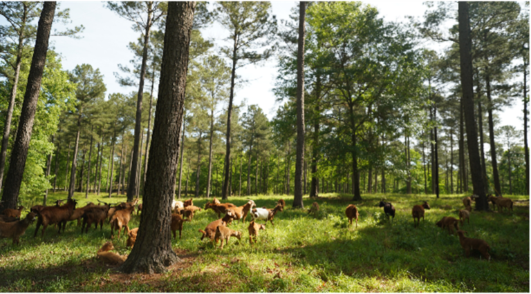 Forest Farming: A Climate Smart Practice workshop – Massachusetts ...