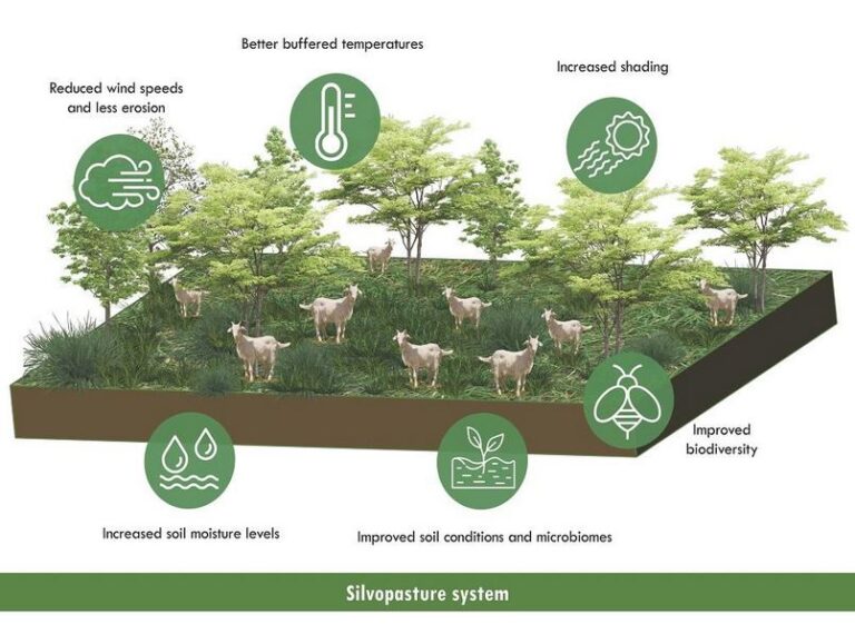Silvopasture Q&A webinar – Massachusetts Forest Alliance