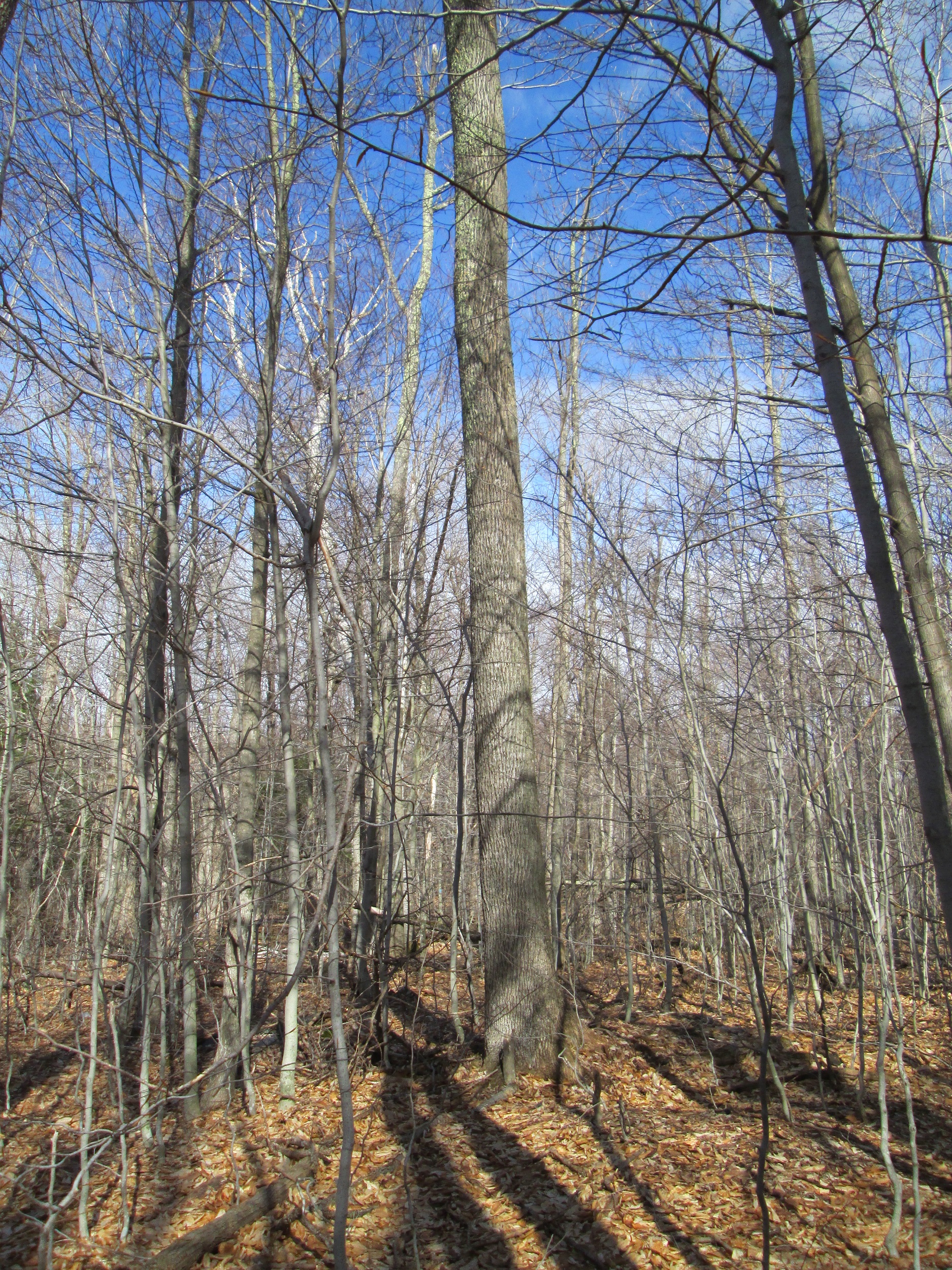 Maintaining Ash in Your Woods: Strategies for Responding to Emerald Ash ...