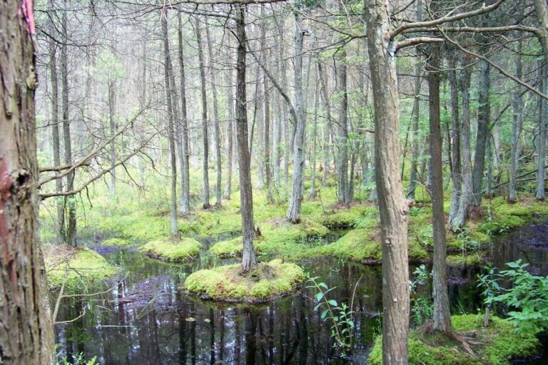 Walk at the Monson Cedar Swamp – Massachusetts Forest Alliance